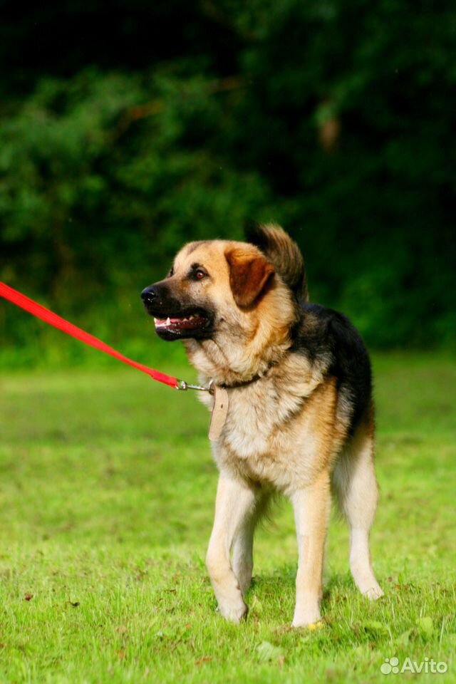 Дёма ищет дом