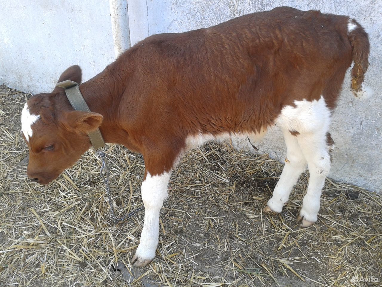 Бычок и телочка