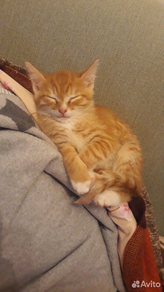 Котенок рыжий британец