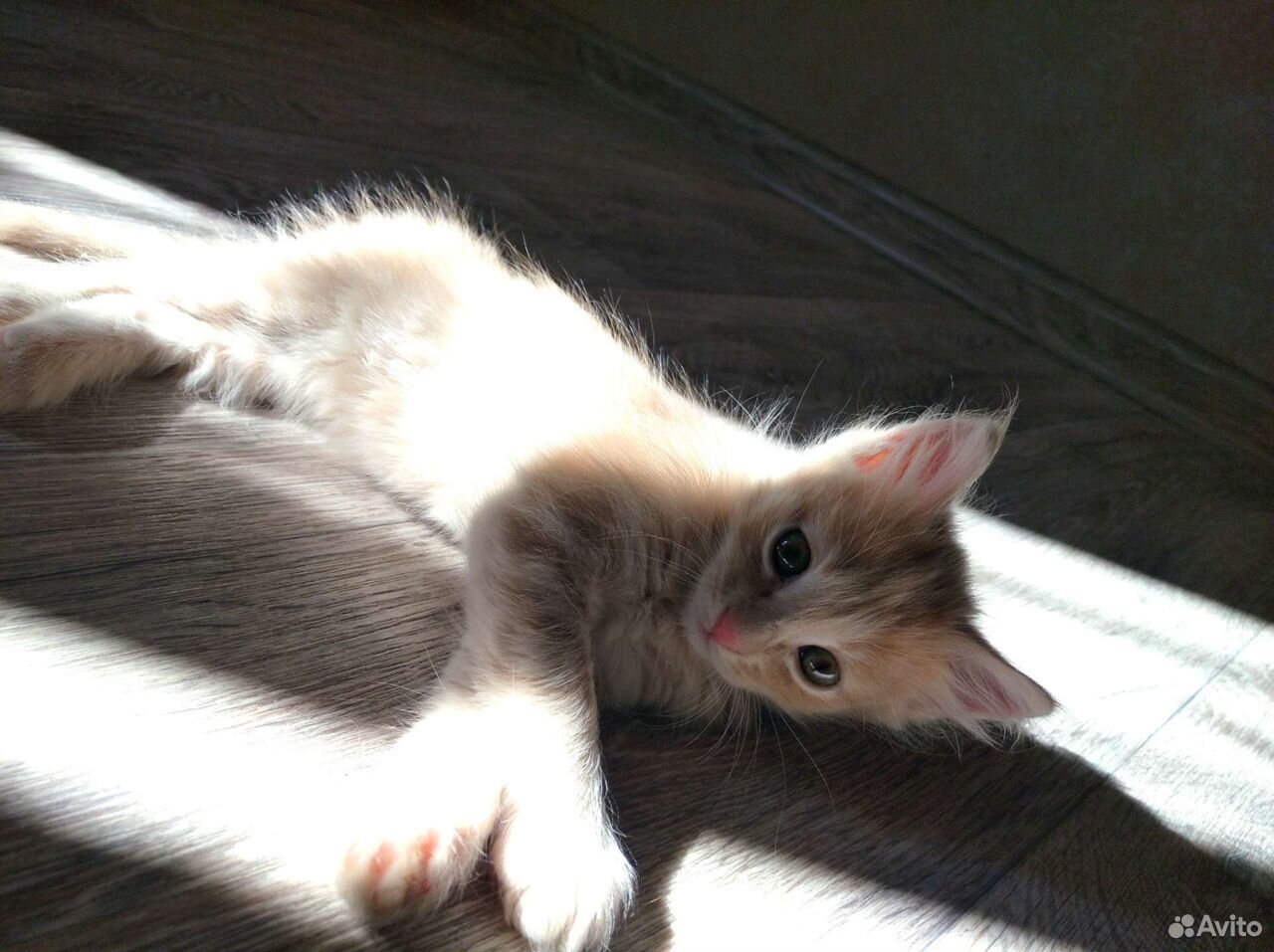 Котик Симба