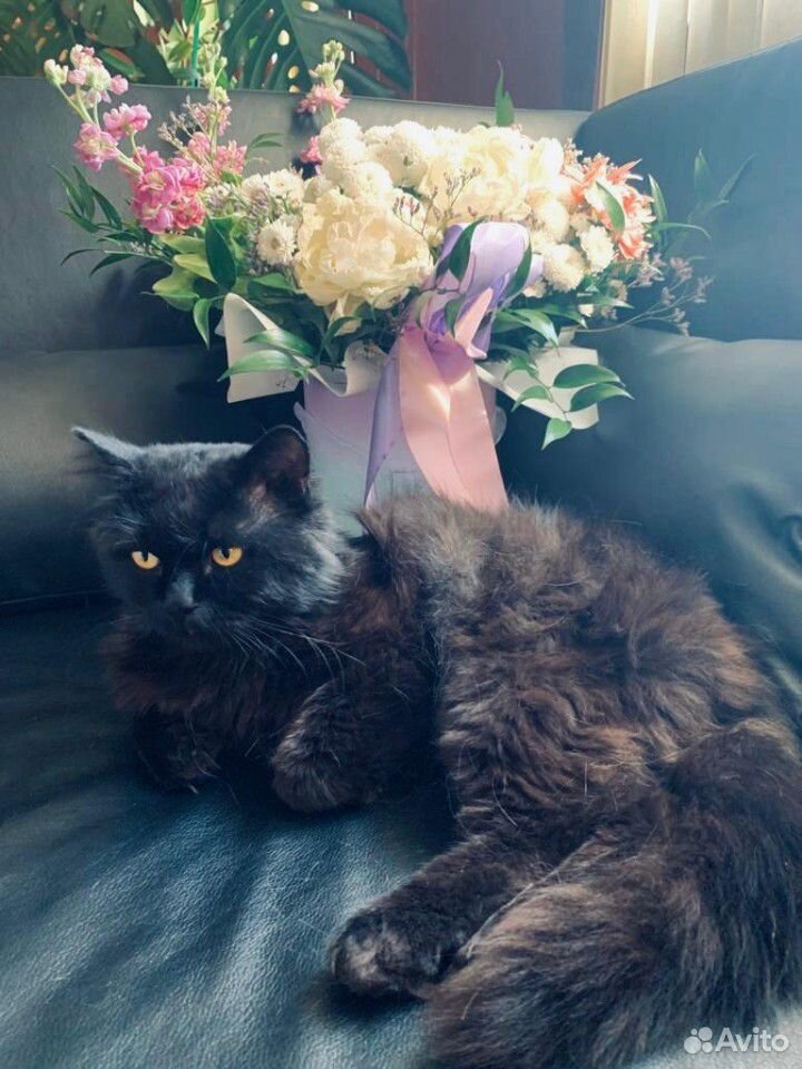 Кот Царь