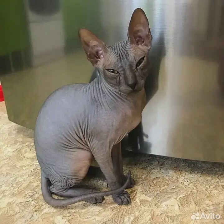 Донской сфинкс