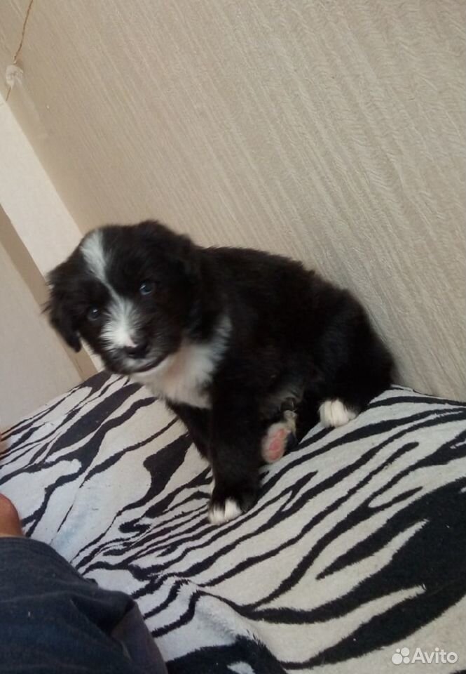 Щенок кокос