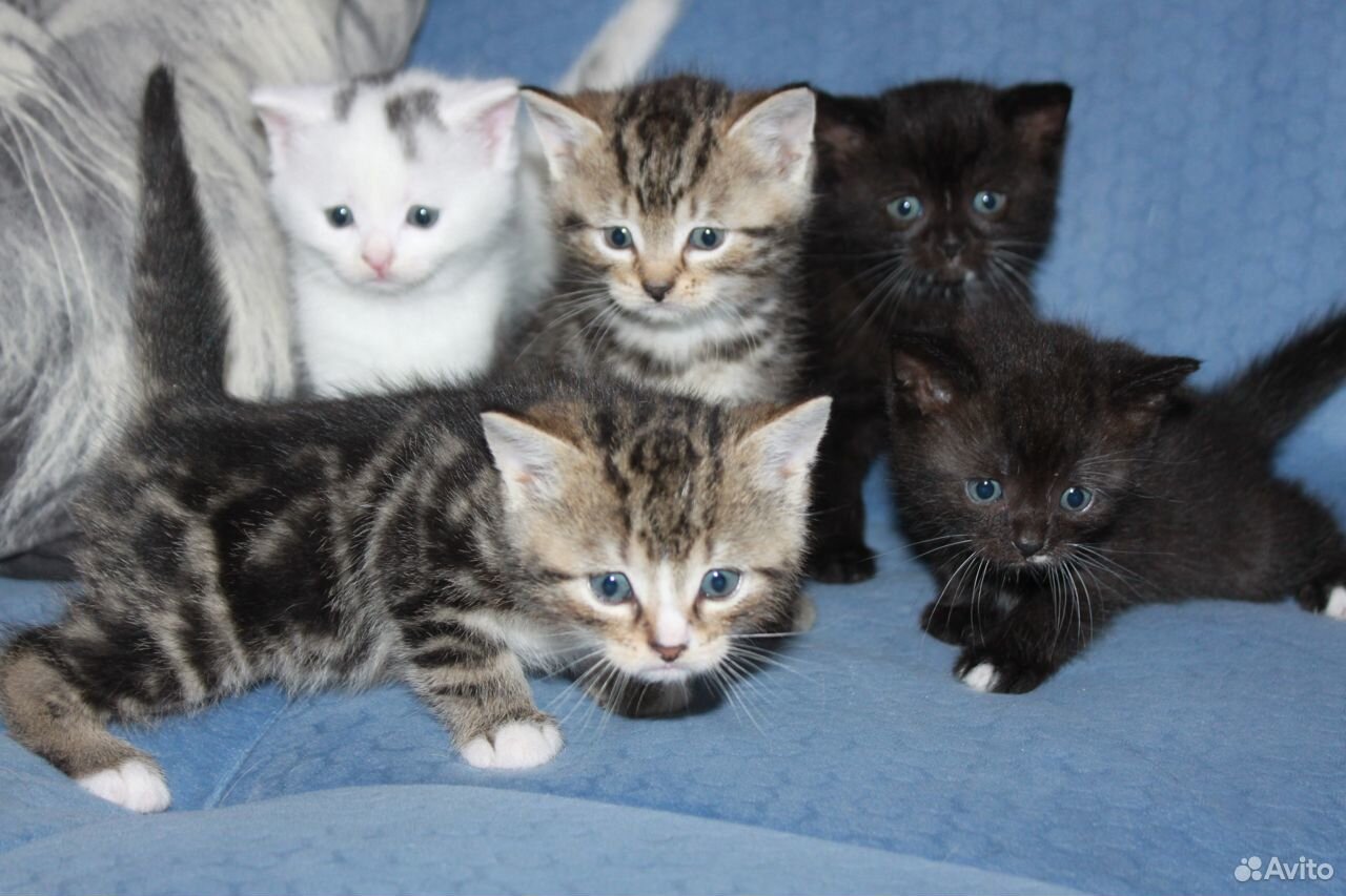 Котята