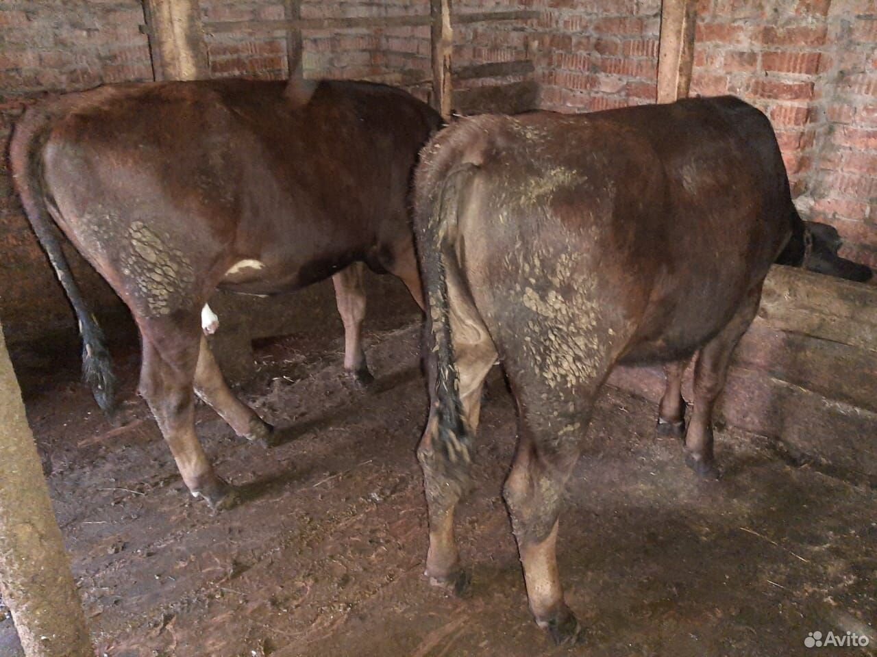 Продам 2-х телят