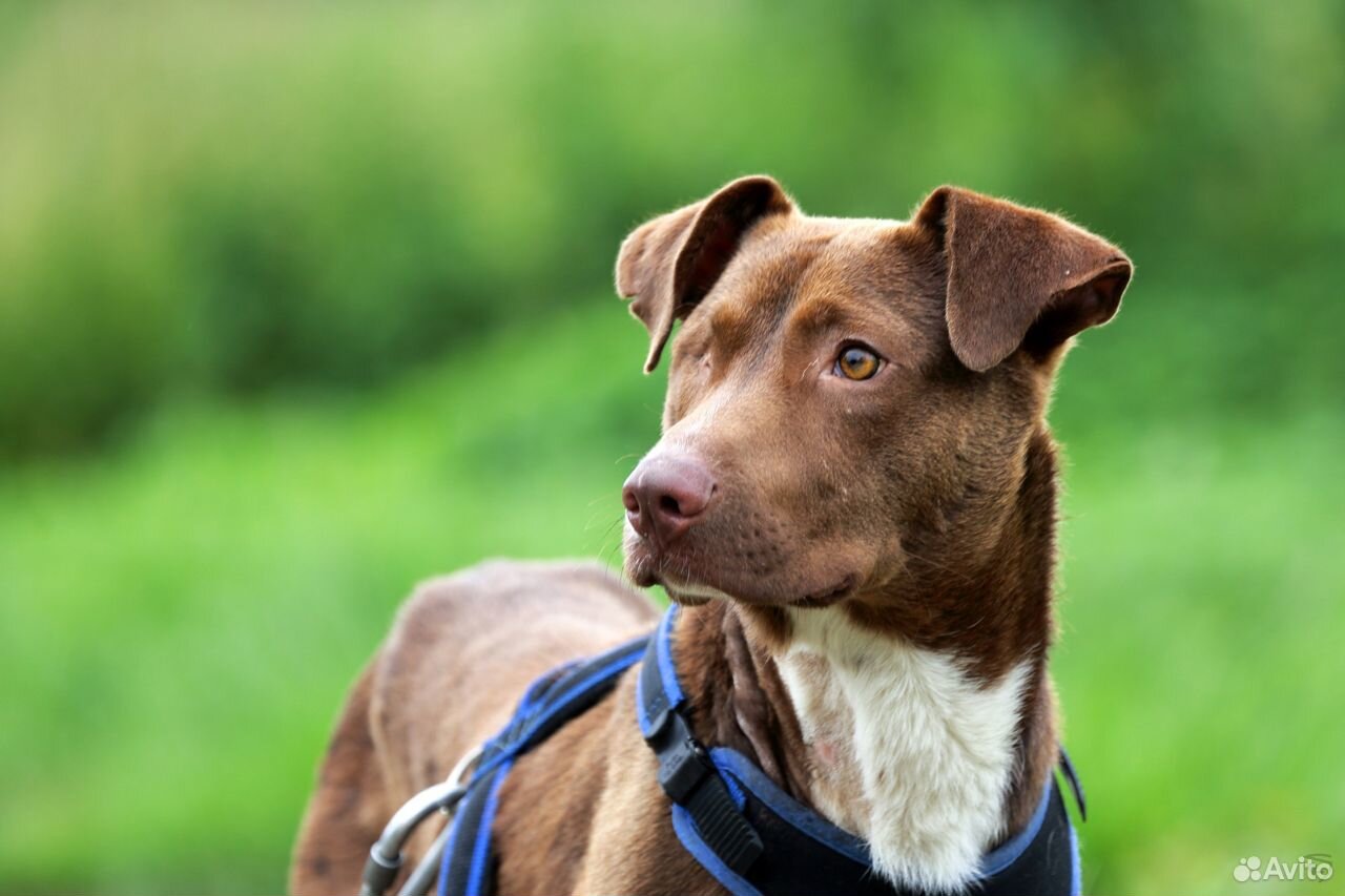 Ласковый Вермонт в добрые руки