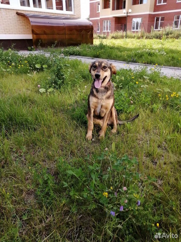 Собака Эльза