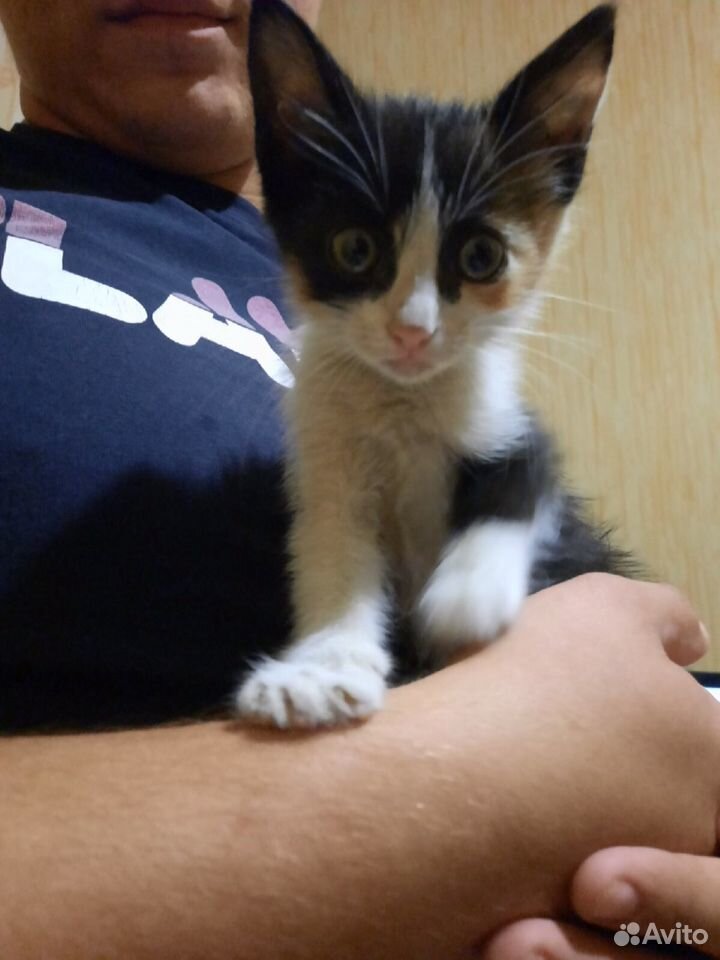 Кошечка