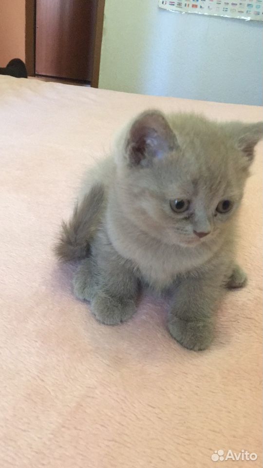 Британская