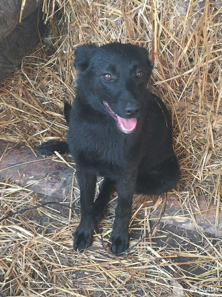 Шенок девочка 5 месяцев