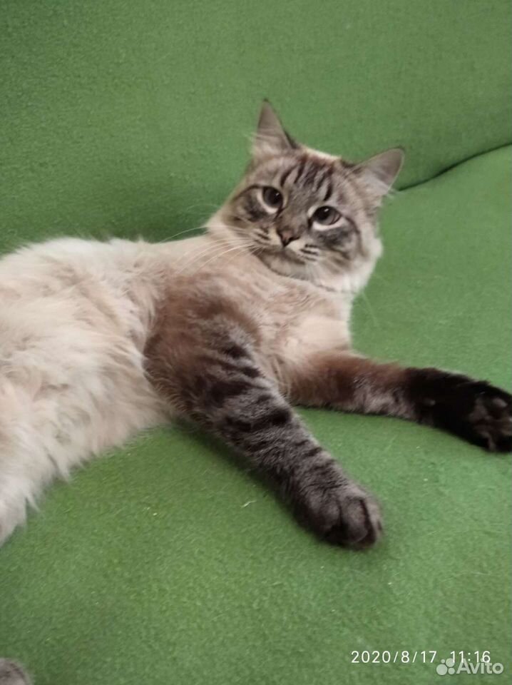 Кот