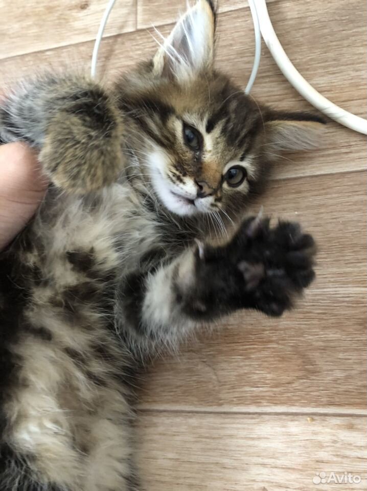 Котёнок - тигрёнок в добрые руки