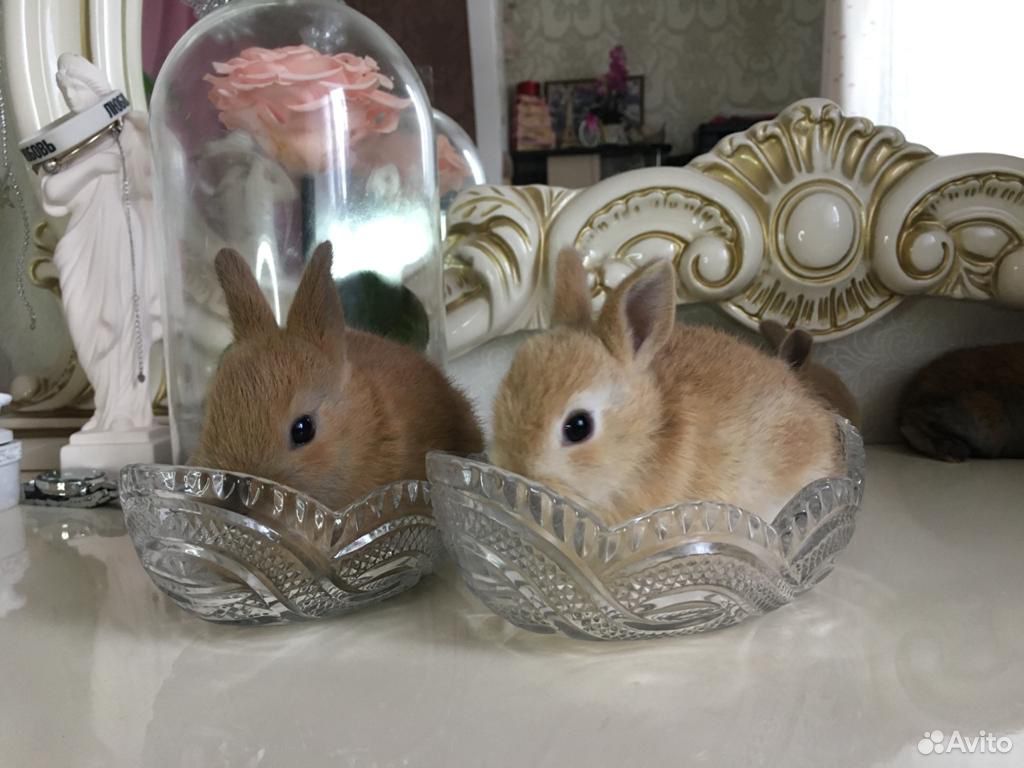 Декоративные кролики