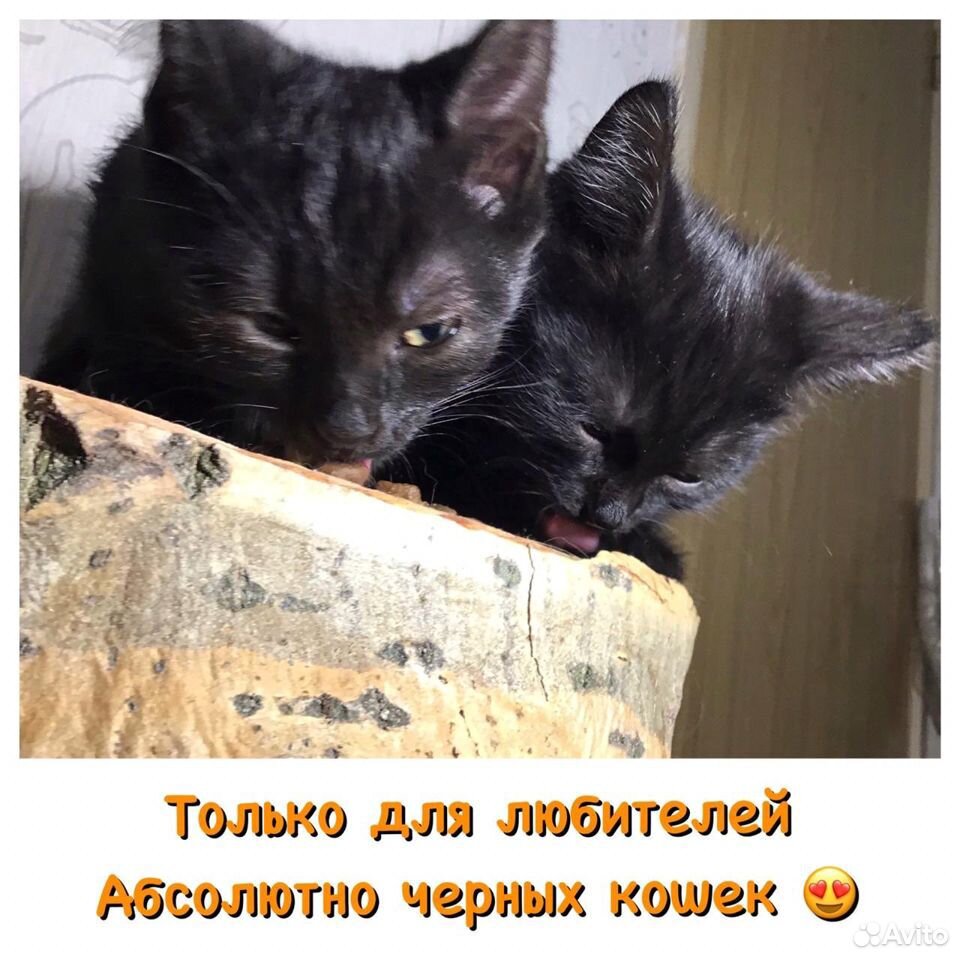Котята- кошечки,2,5 месяца