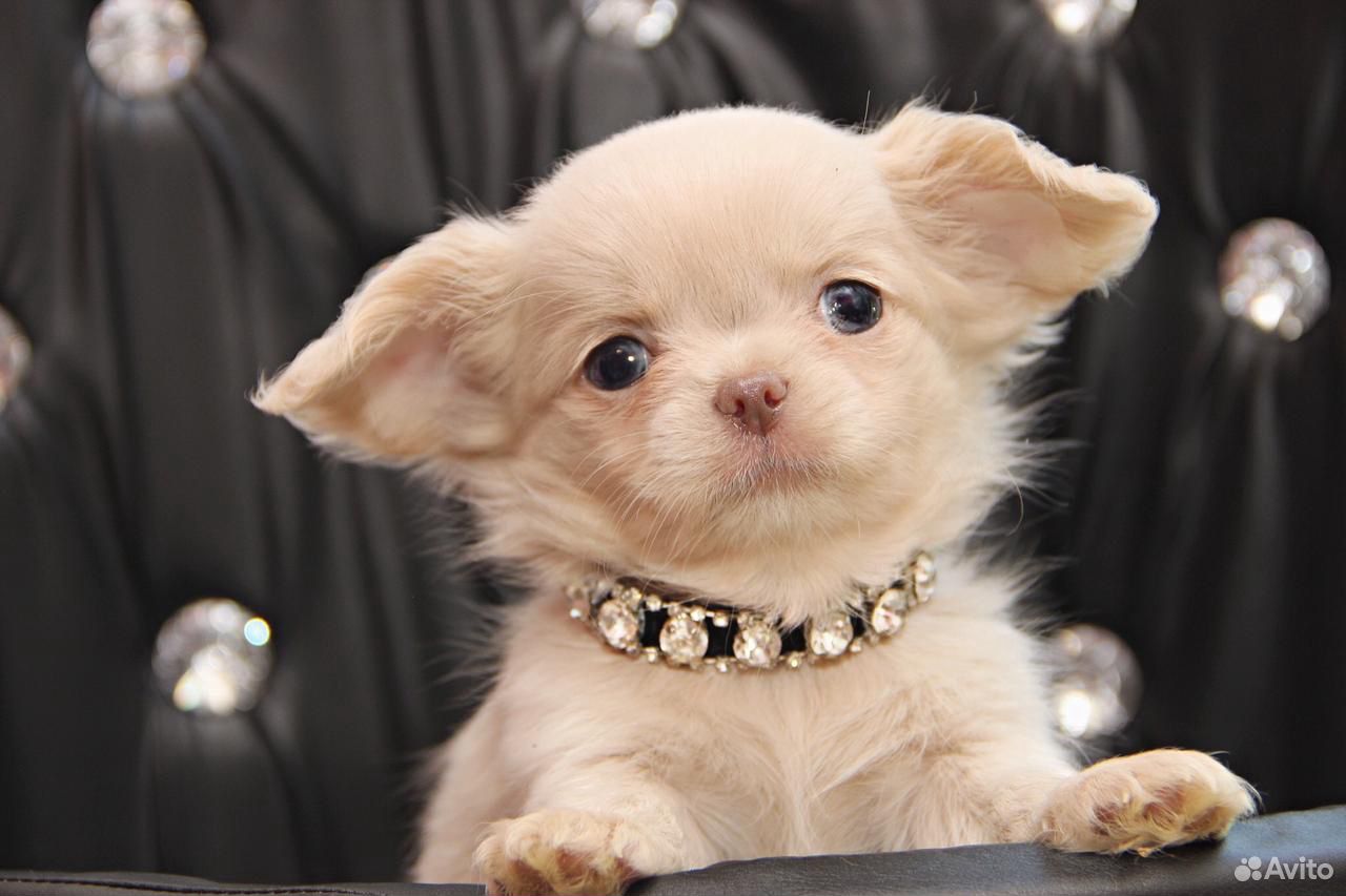 Мальчик крем-брюле