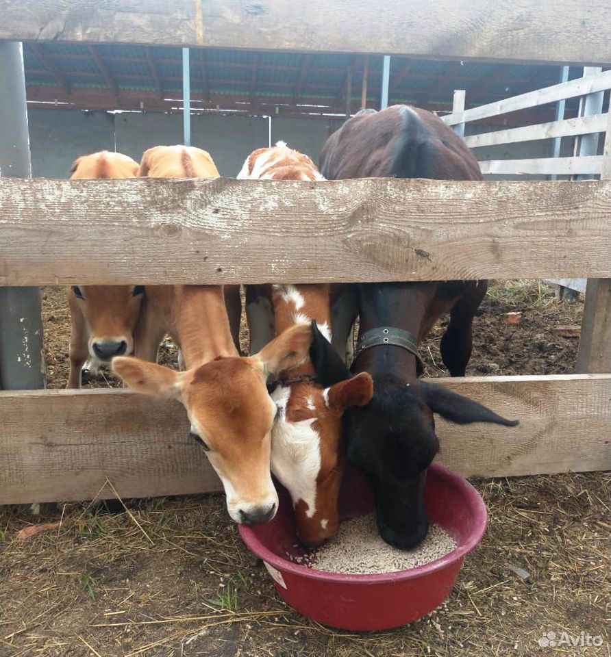 Джерсейские и айрширские телки