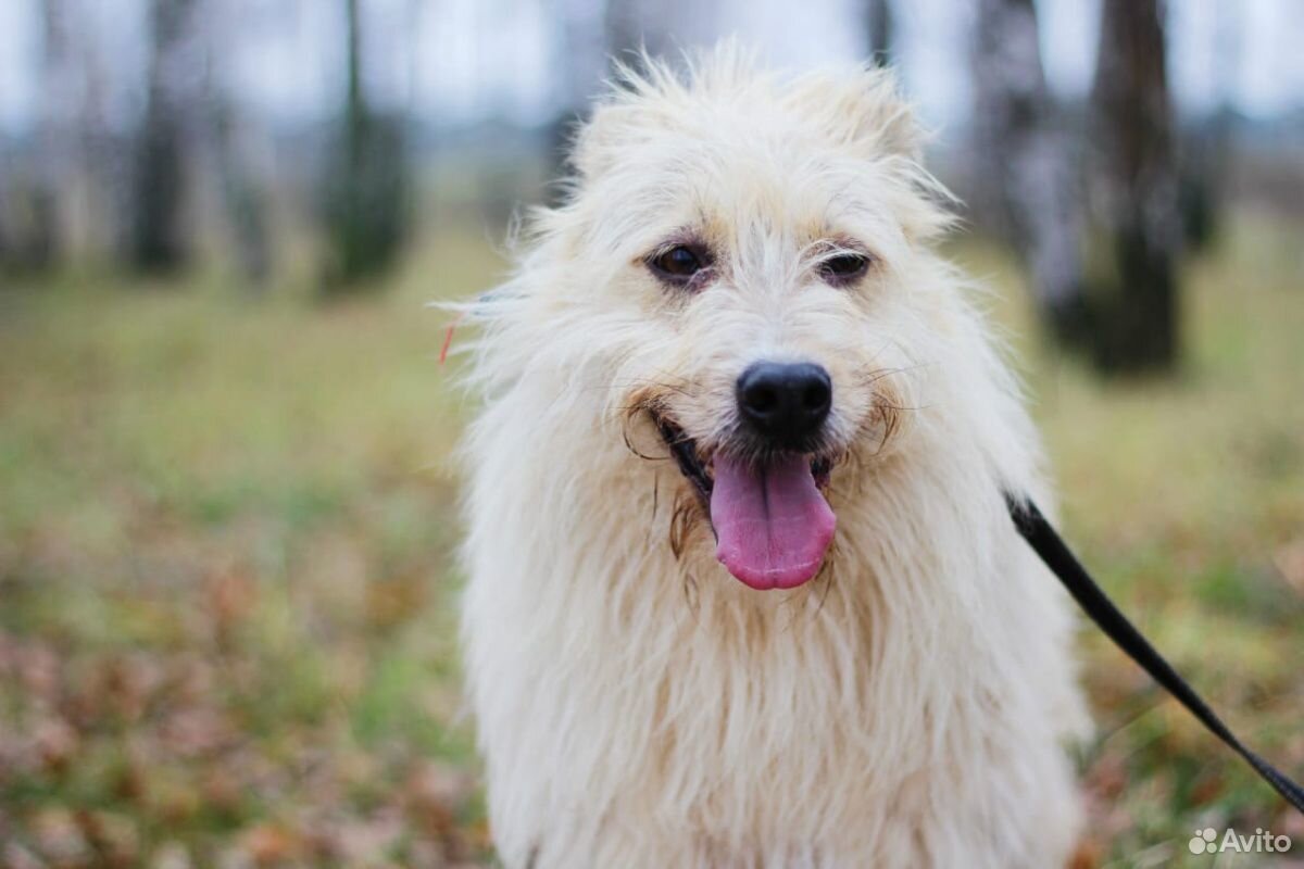 Собака из приюта в добрые руки. Иви