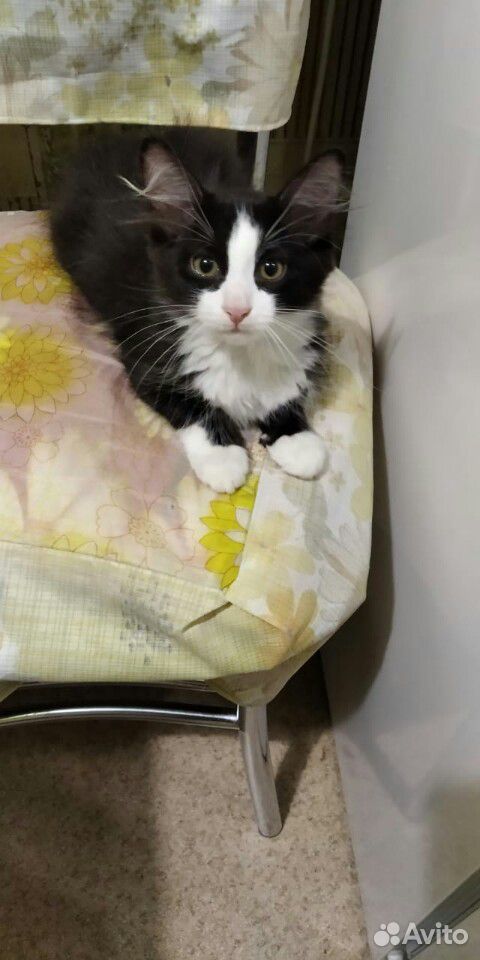 Котята