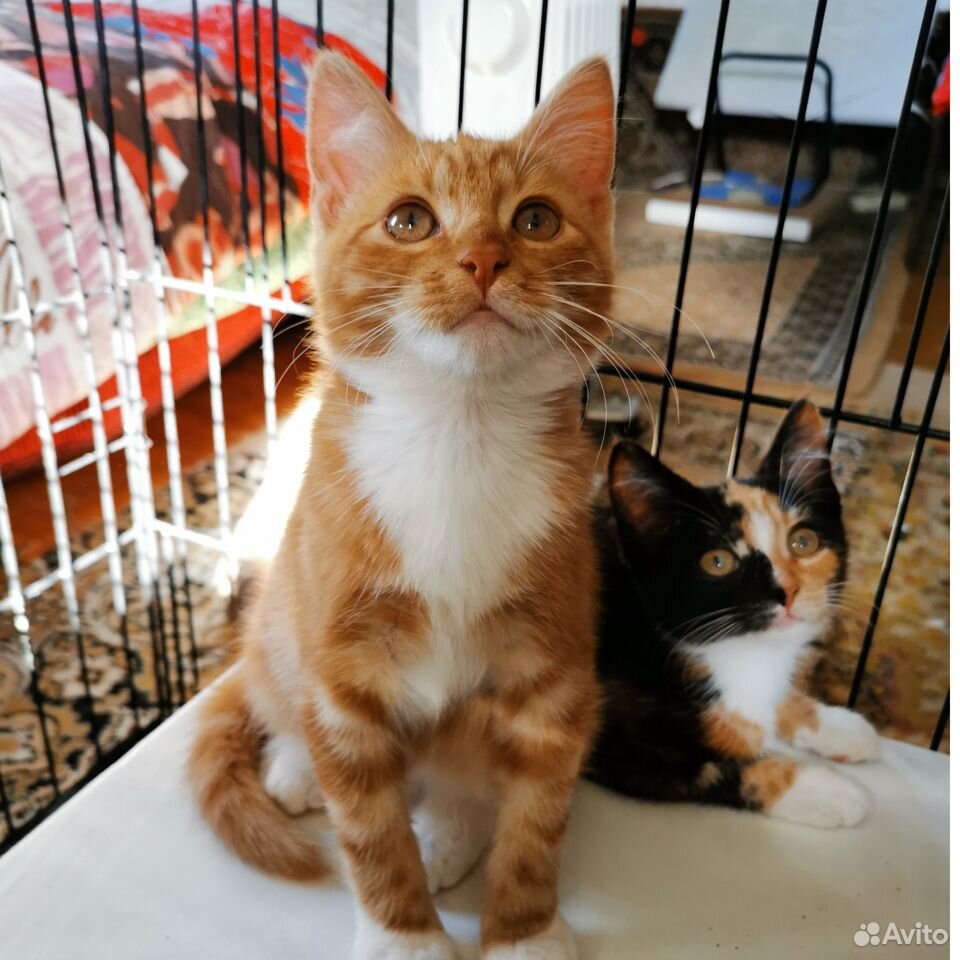 Рыжий котенок 3 месяца