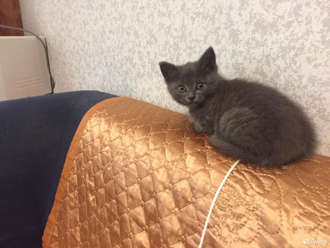 Красивый котёнок в добрые руки