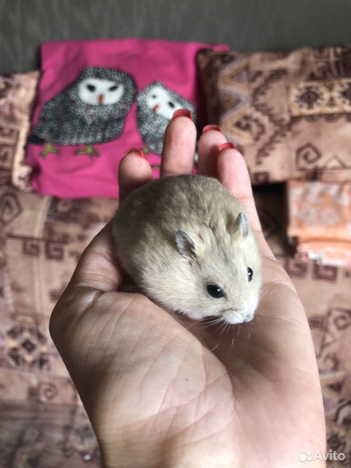 Джунгарский хомяк