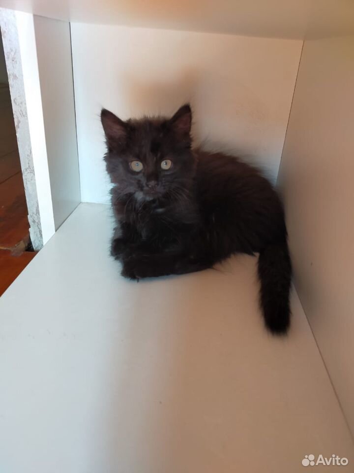 Черная котенок девочка 2мес метиска домашняя