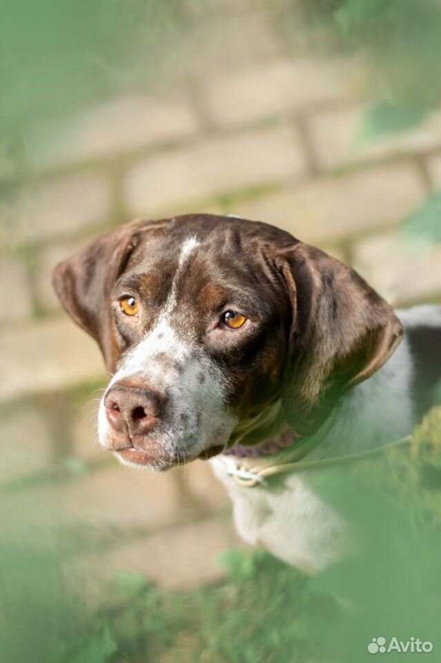 Метис гончей бесплатно ищет дом