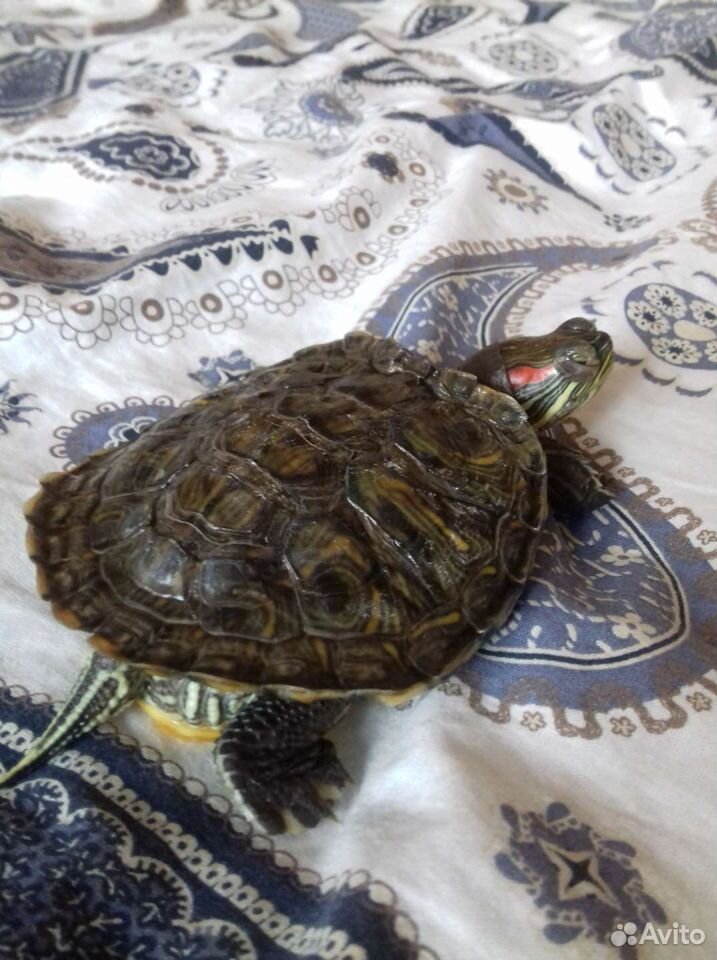 Черепаха красноухая
