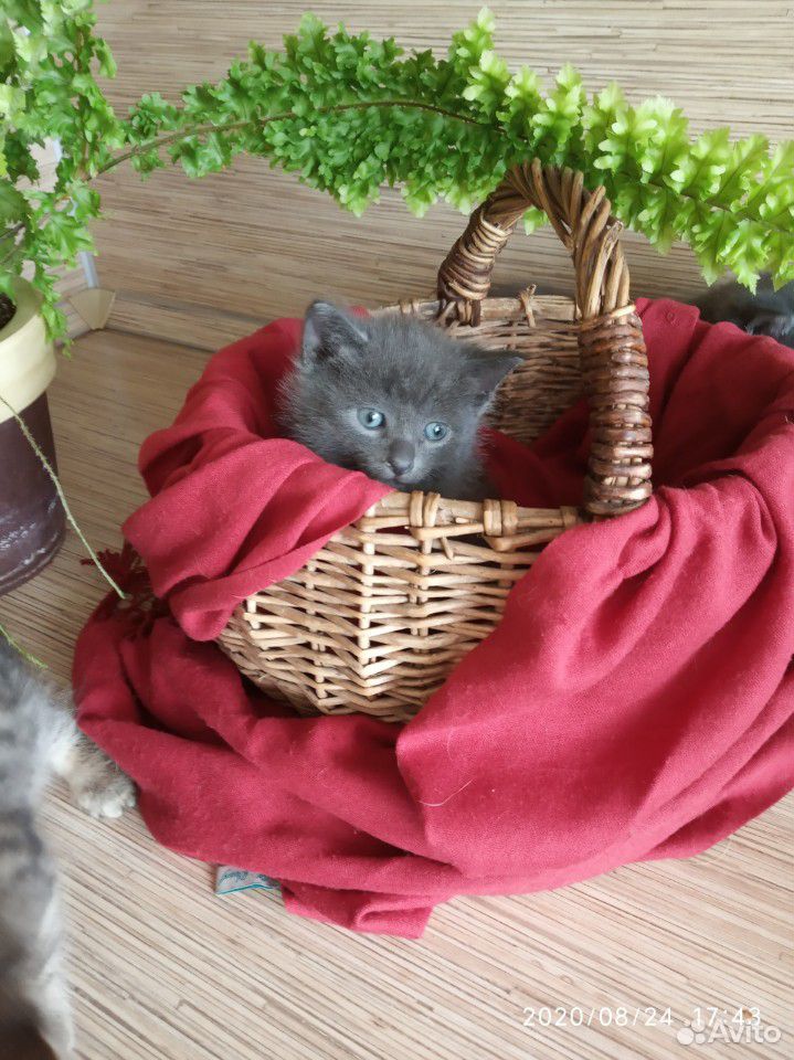 Котята ищут заботливых хозяев