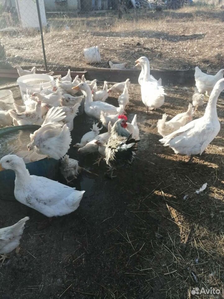 Гусь, петух (брама)