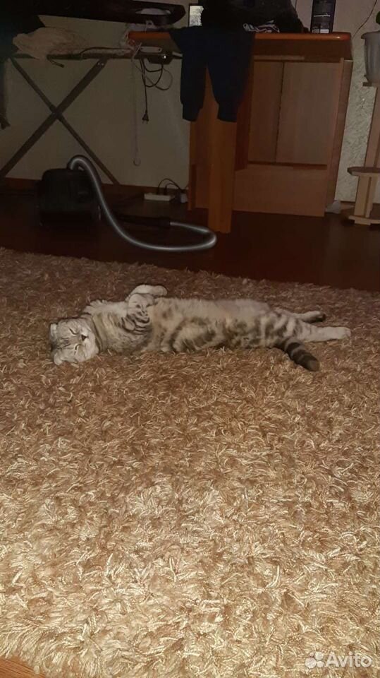 Шотландская вислоухая