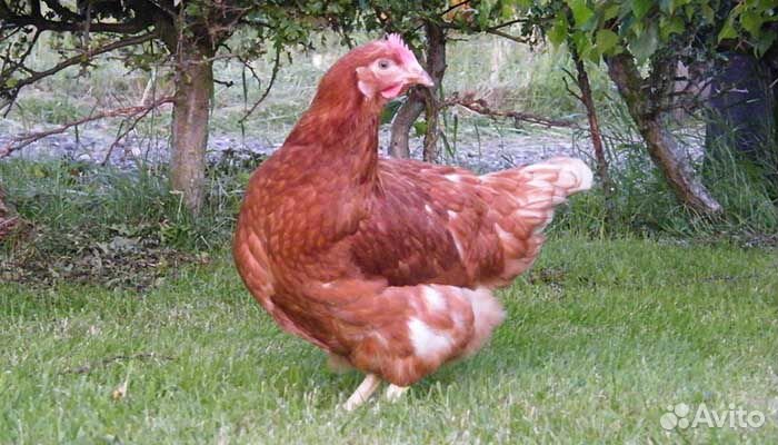 Куры несушки