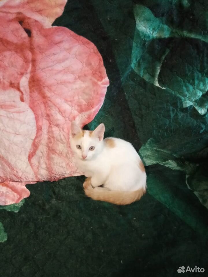 Ваш будущий любимец Енисей, он же Еня