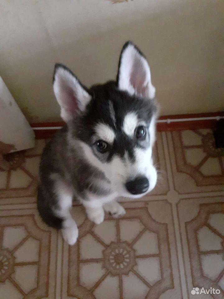 Сибирский хаски