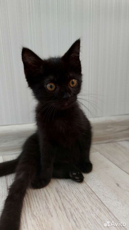 Котенок в добрые руки