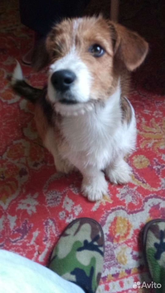 Щенок Корги и Джек Рассел терьер