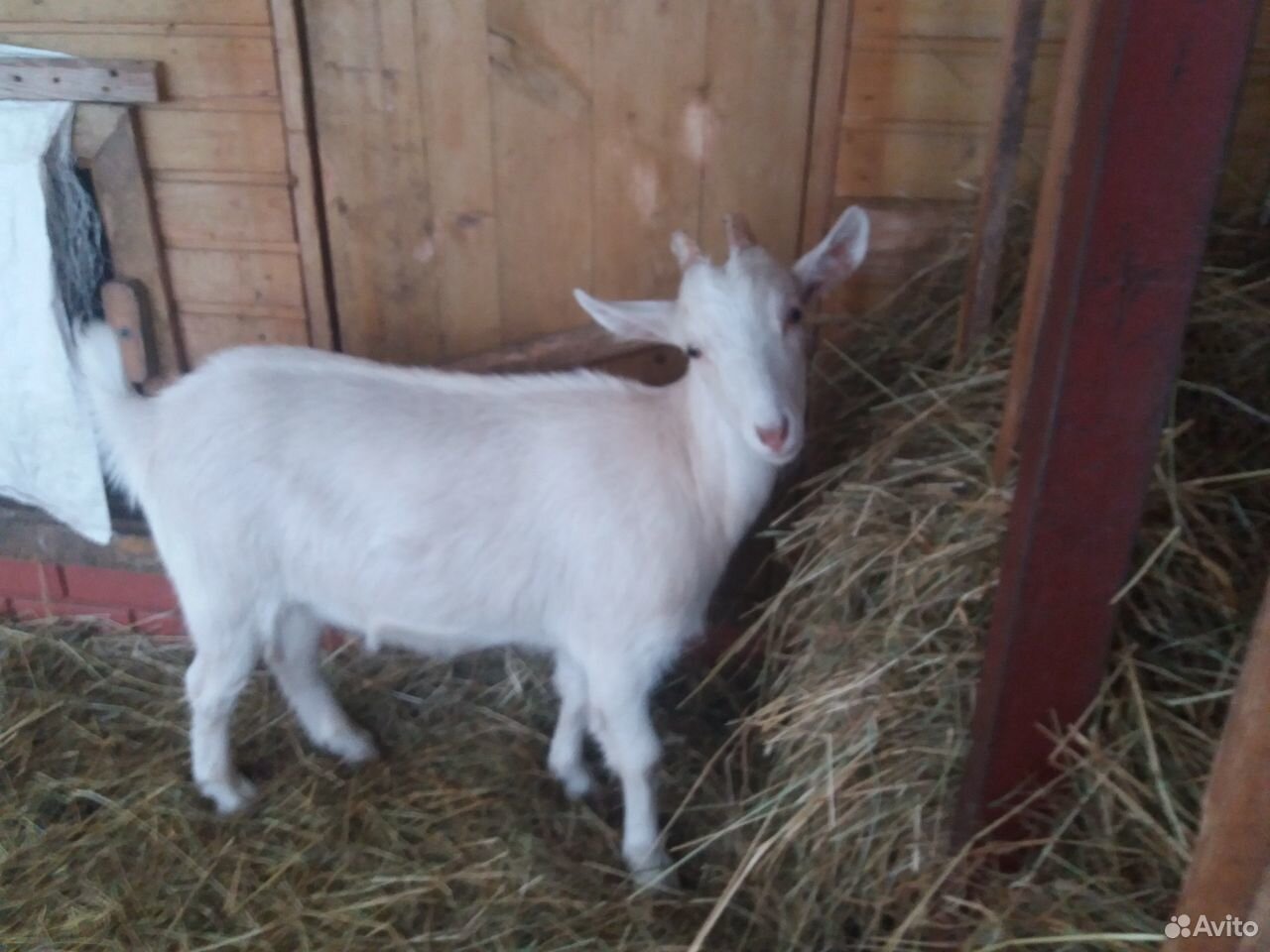 Козочка 5 месяцев