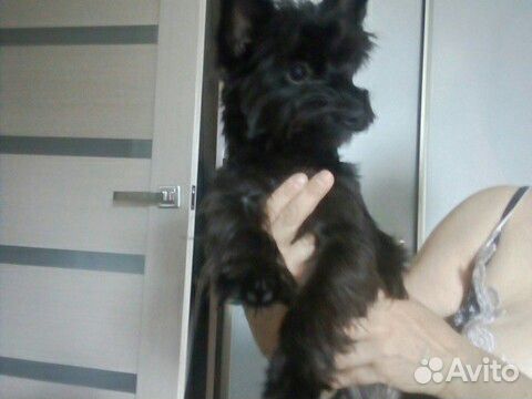 Чёрный Йорк