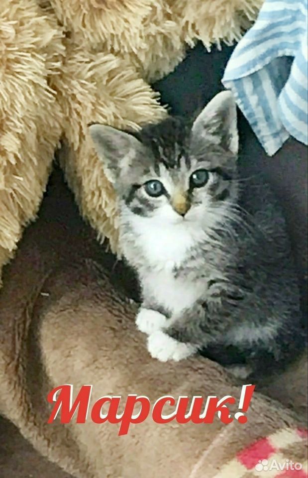 Котёнок Марсик