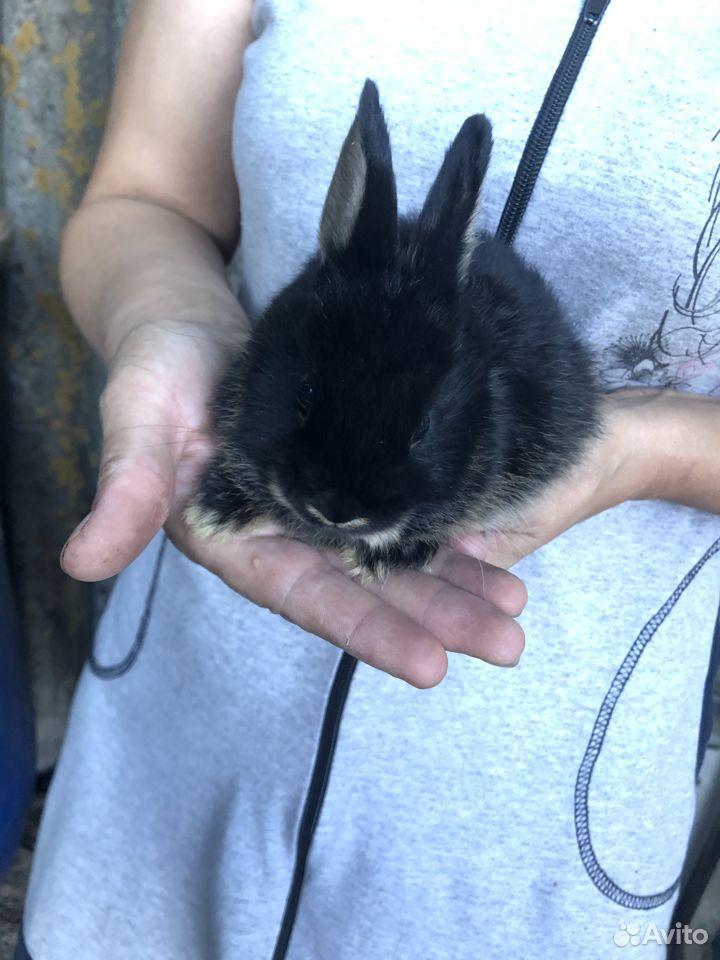 Декоративные кролики