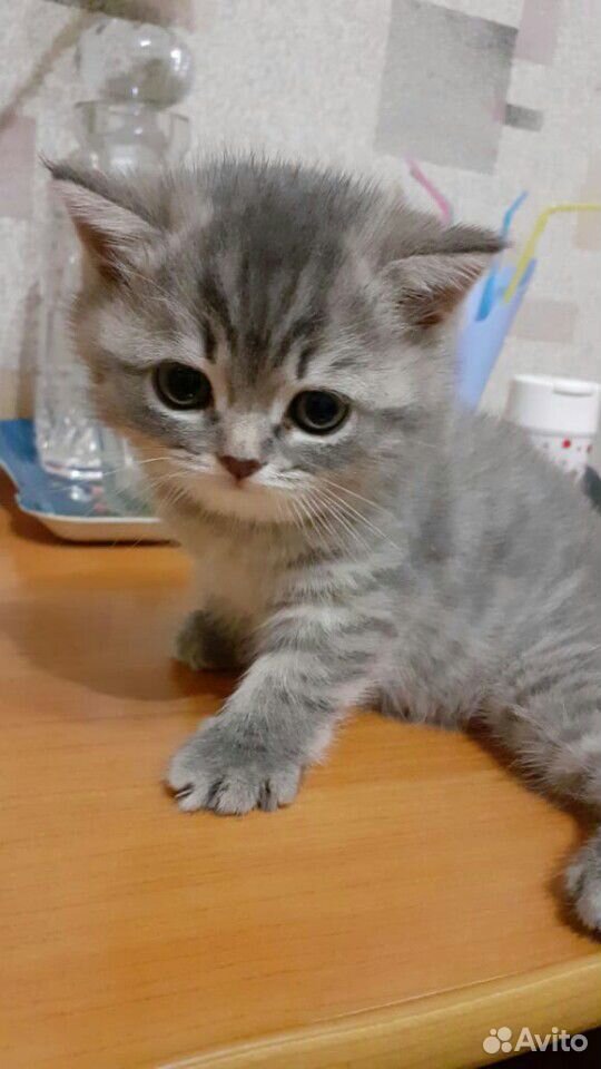 Британский котёнок