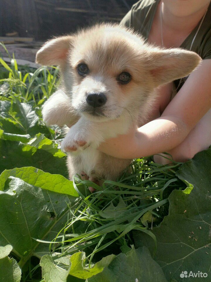 Корги РКФ мальчик