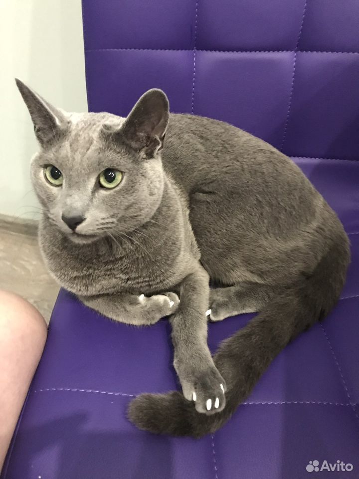Русский голубой кот