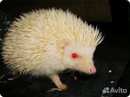 Африканский карликовый ёж