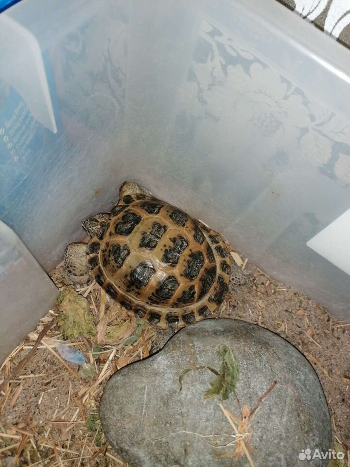 Черепаха