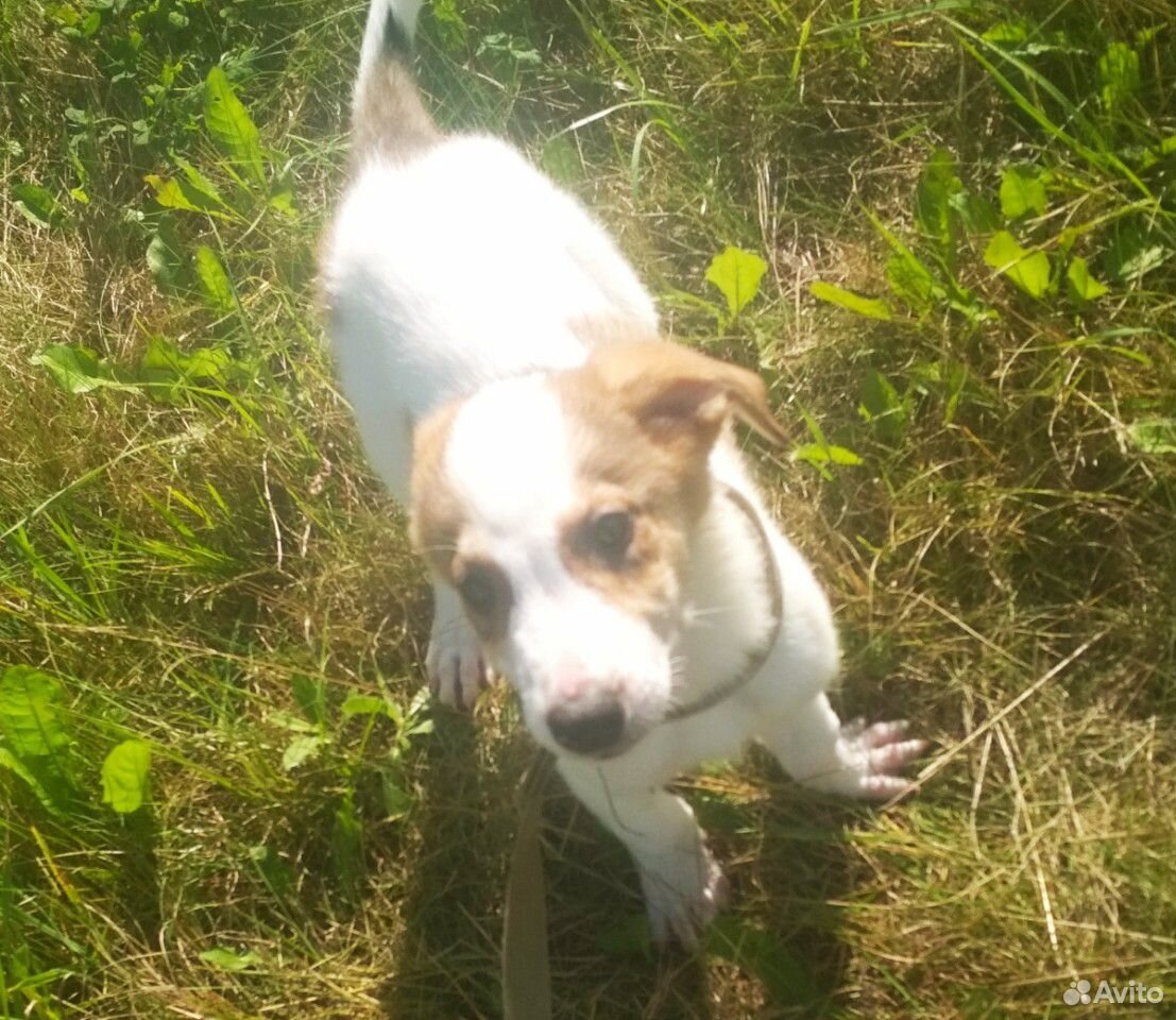 Крупный красивый щенок 2,5 месяца