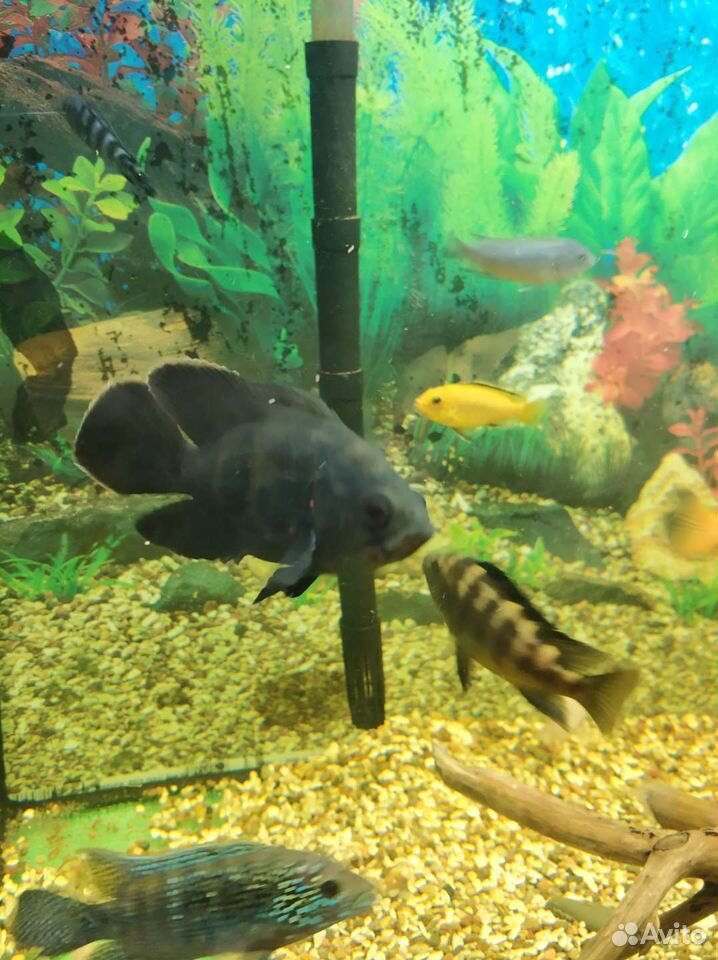 Астронотус