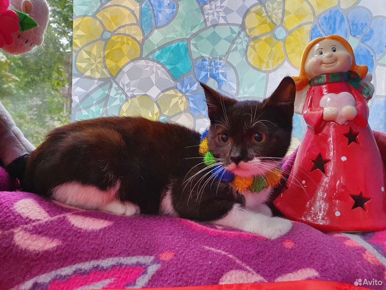 Нежнейший которебенок Марик в поисках дома