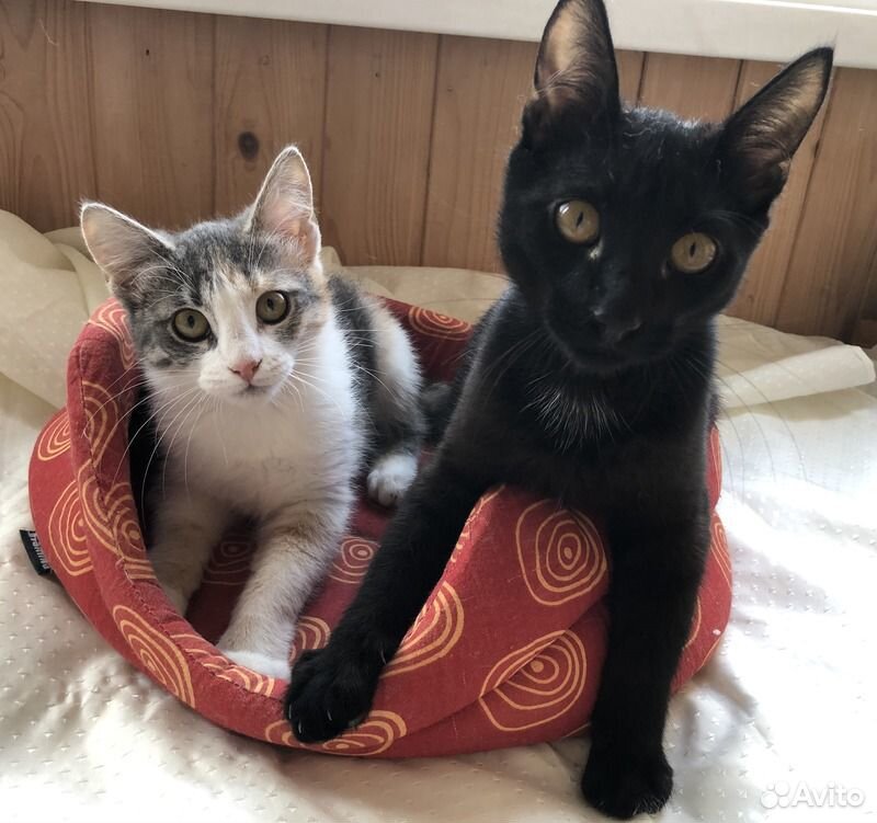 Замечательные котята Бусинка и Ричард ищут дом