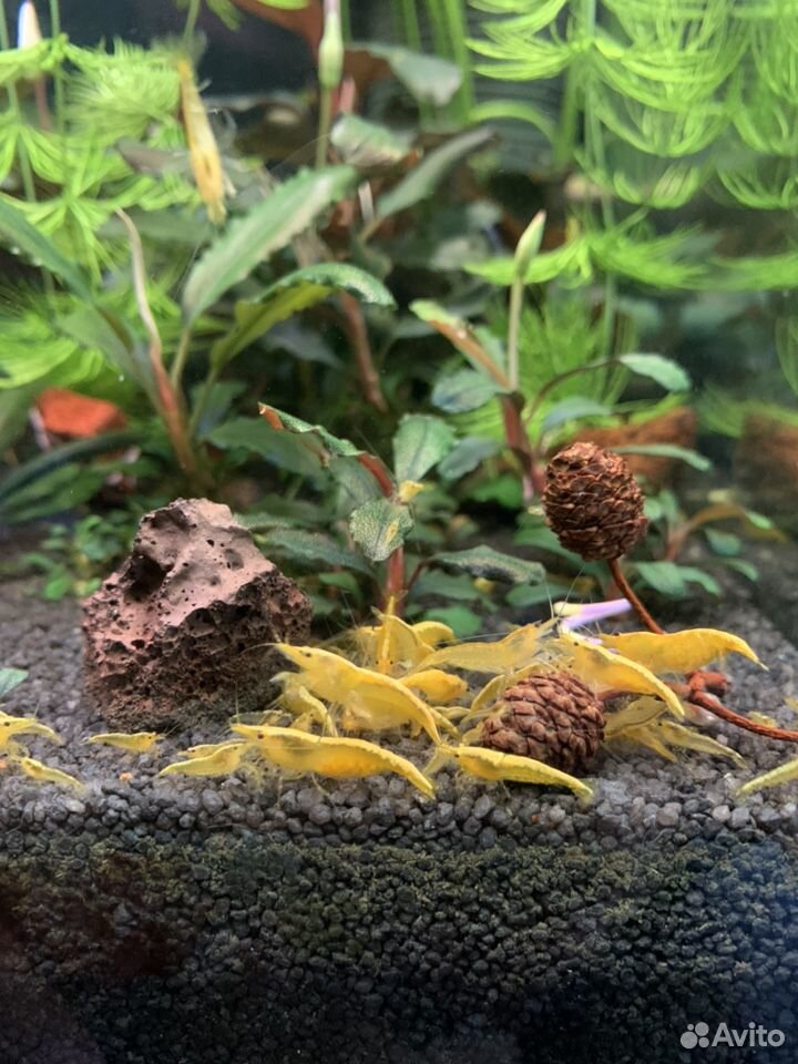 Креветки Neocaridina heteropoda "Неоновая Желтая"